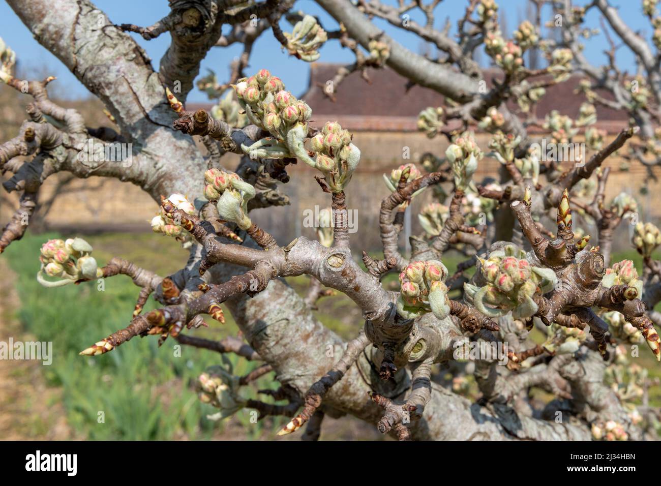 Close up of buds on a pear tree at the budburst growth stage Stock ...
