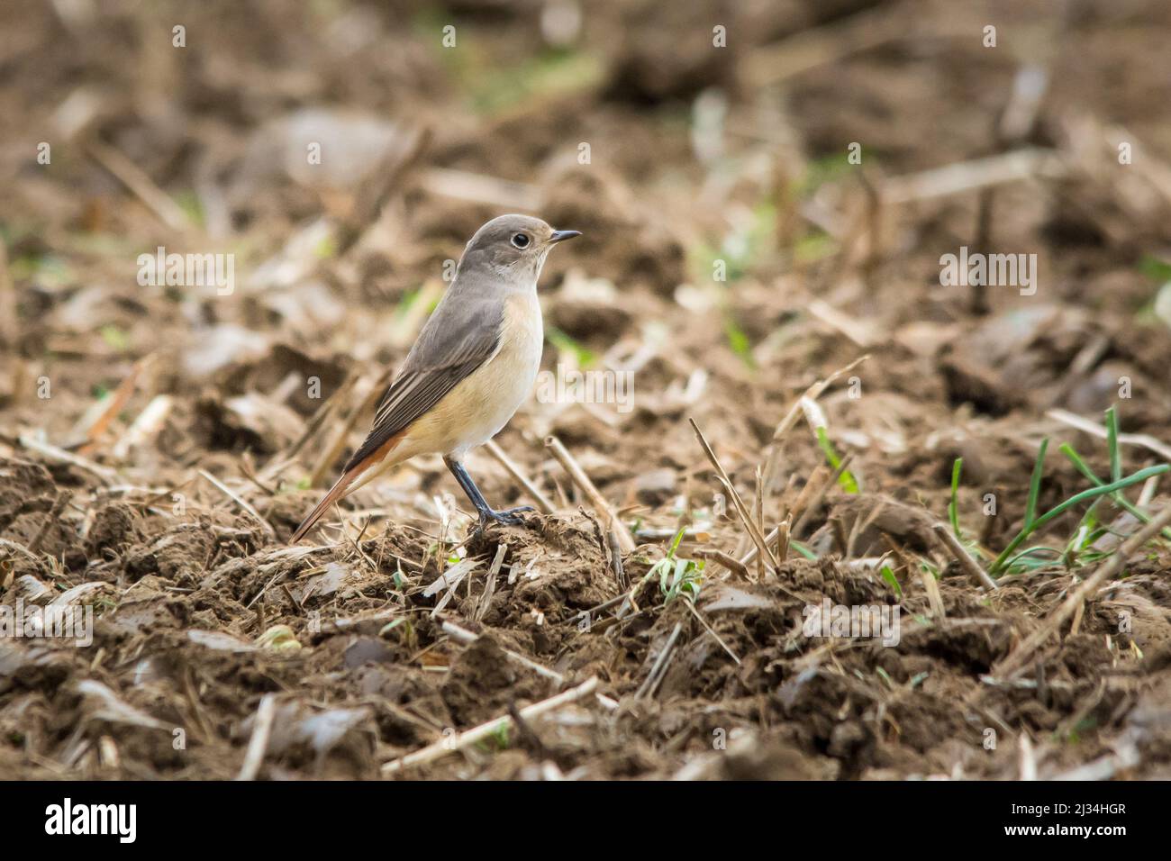 Black capped flycatcher hi-res stock photography and images - Alamy