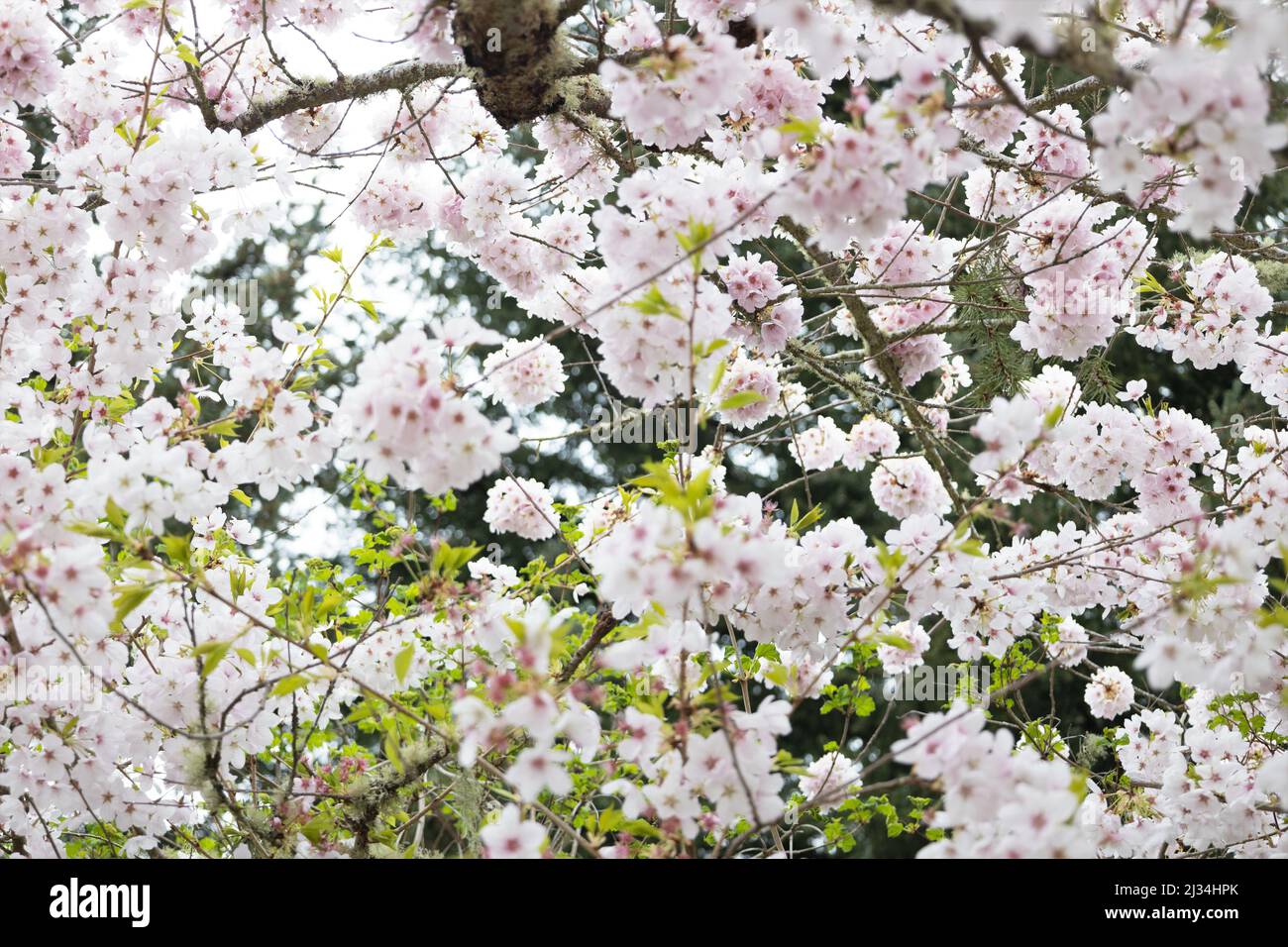 Cherry blossoms flowering in spring in Eugene, Oregon, USA Stock Photo ...