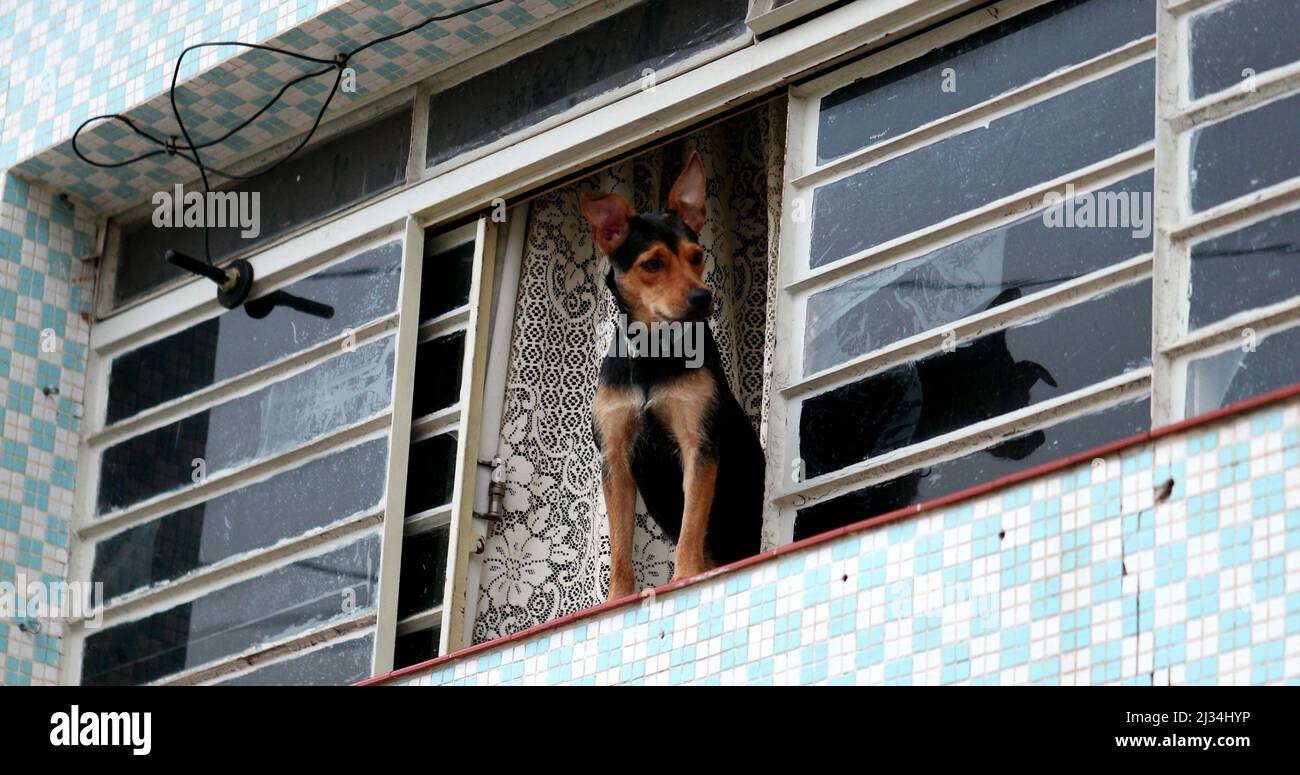 Dog standing by window looking out at neighborhood. Curious animal ...