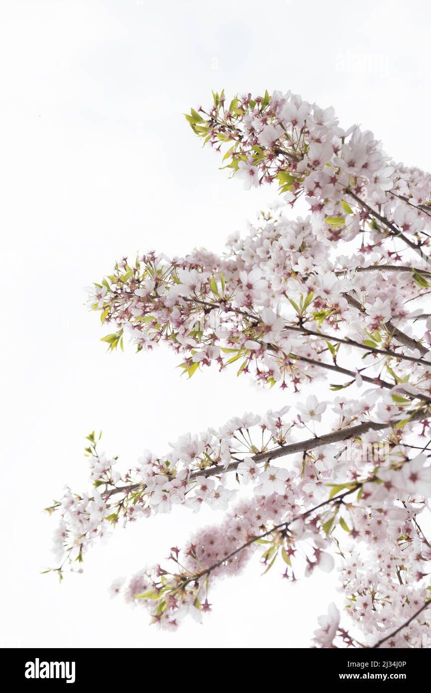 Cherry blossoms flowering in spring in Eugene, Oregon, USA Stock Photo ...