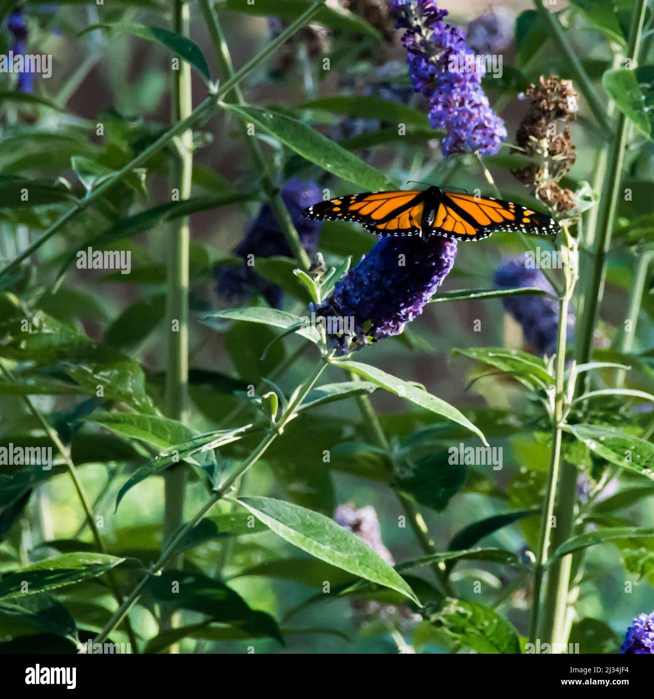 Monarch butterfly flower seeds hi-res stock photography and images - Alamy