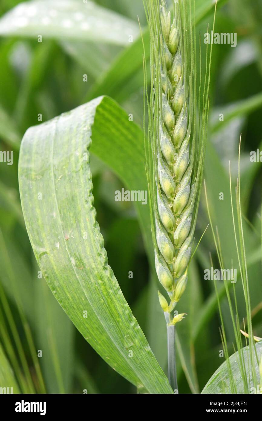Single Wheat Plant