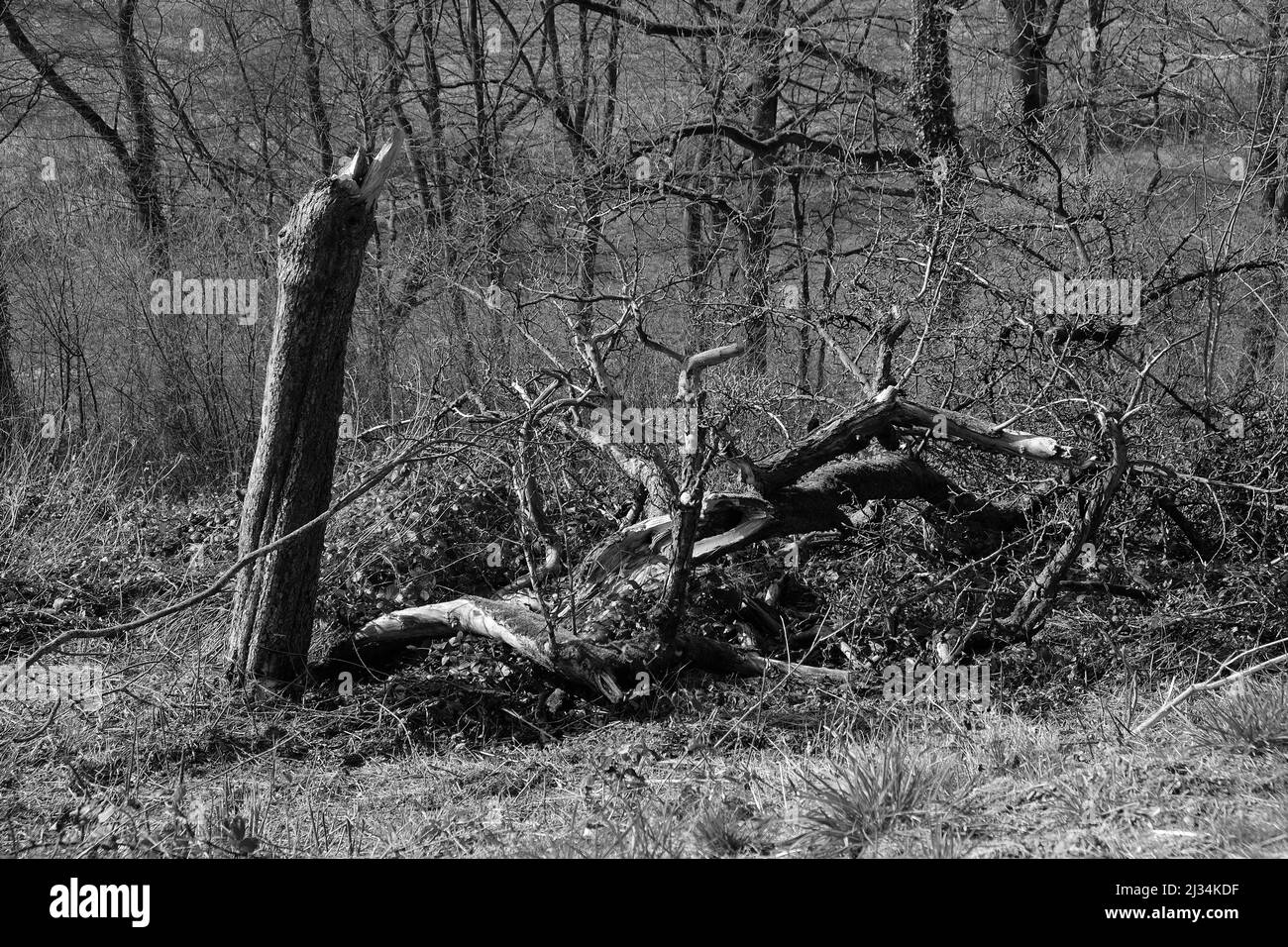 A grayscale view of dry trees and branches in a sunny forest Stock ...