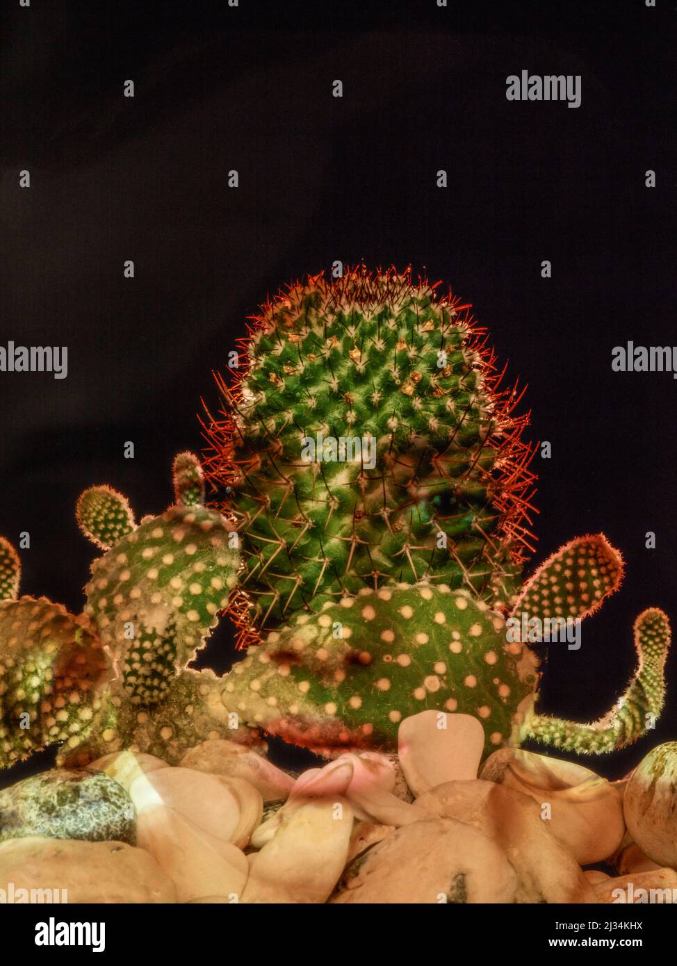 Composite high resolution still-life of cactus with face looking out ...