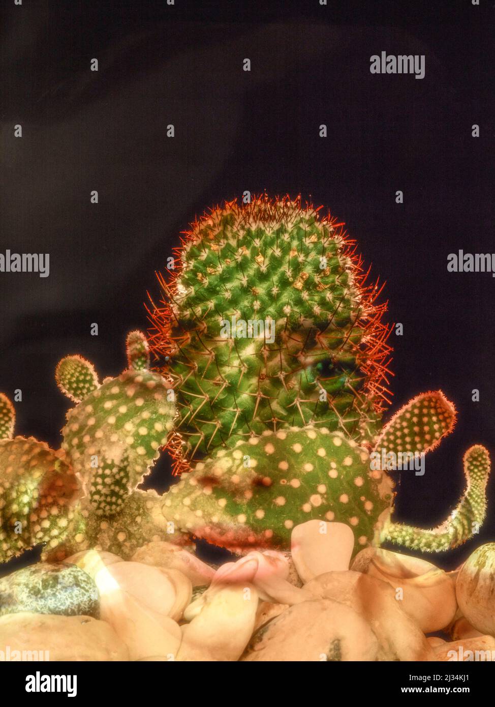 Composite high resolution still-life of cactus with face looking out ...