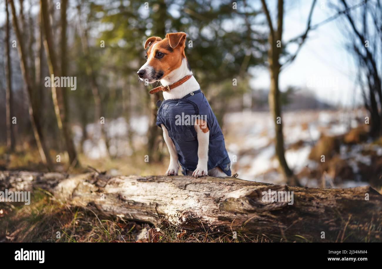 Small Jack Russell terrier in dark blue winter jacket leaning on fallen ...