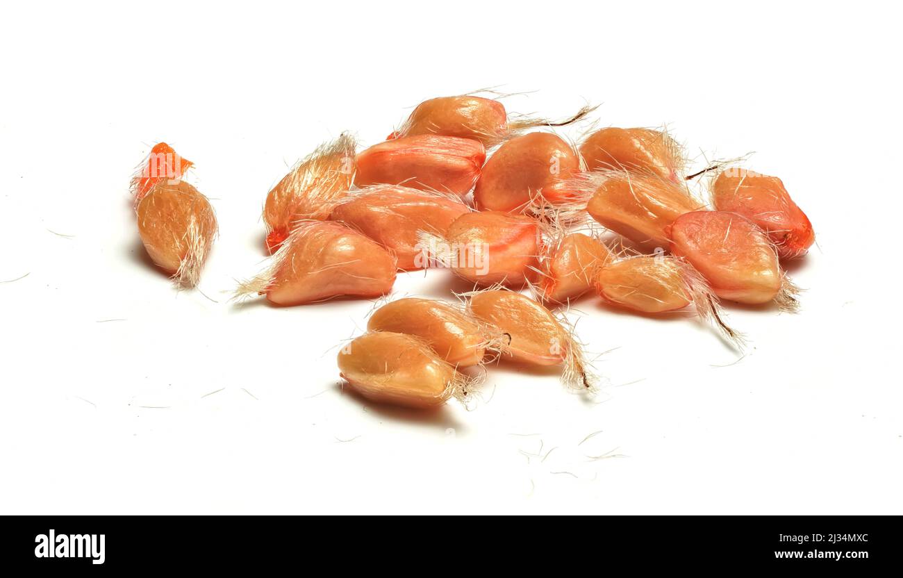 Rosehips ( Rosa Canina fruits ) seeds isolated on white background ...