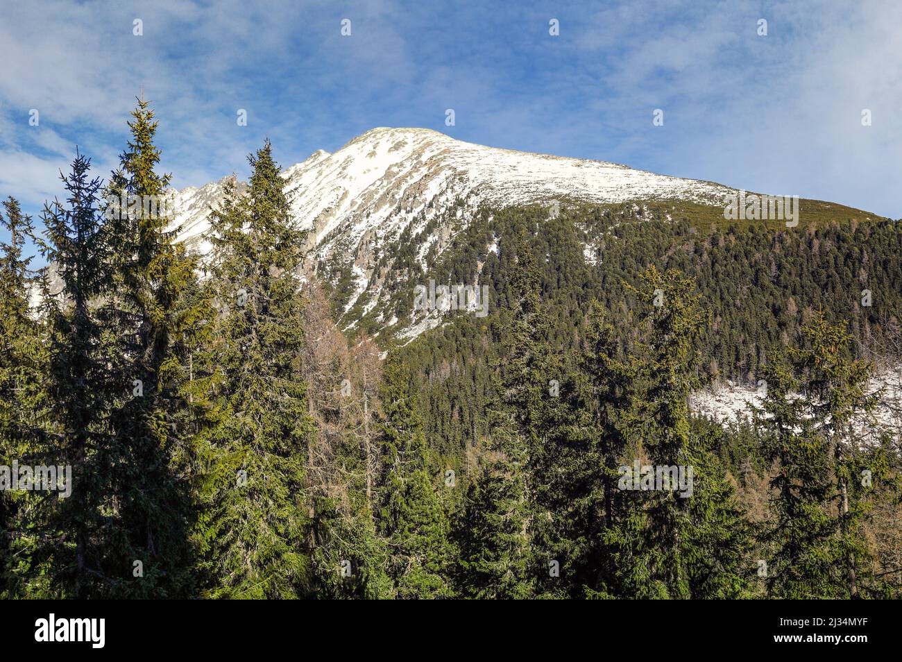 Winter scenery in Slovakia - tall coniferous trees with Patria peak in ...