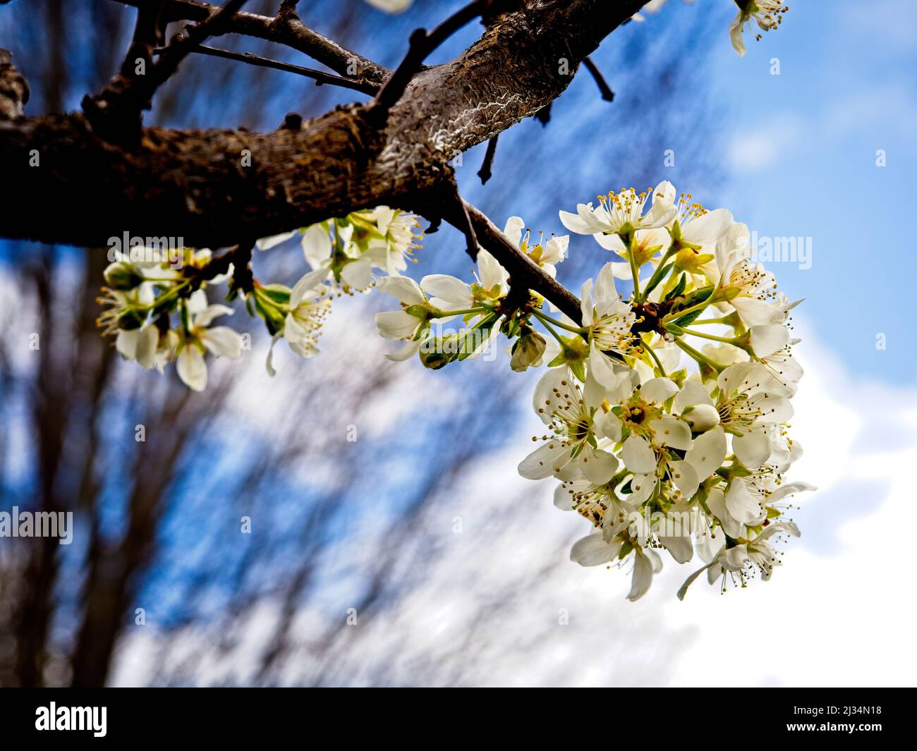 A clsoeup of Satsuma plum tree branch with flowers against a light blue ...