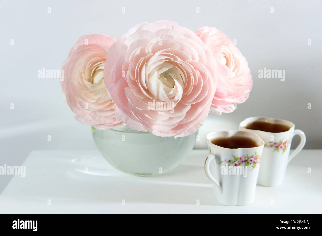 Three pale pink ranunculus in a transparent round vase on the white ...