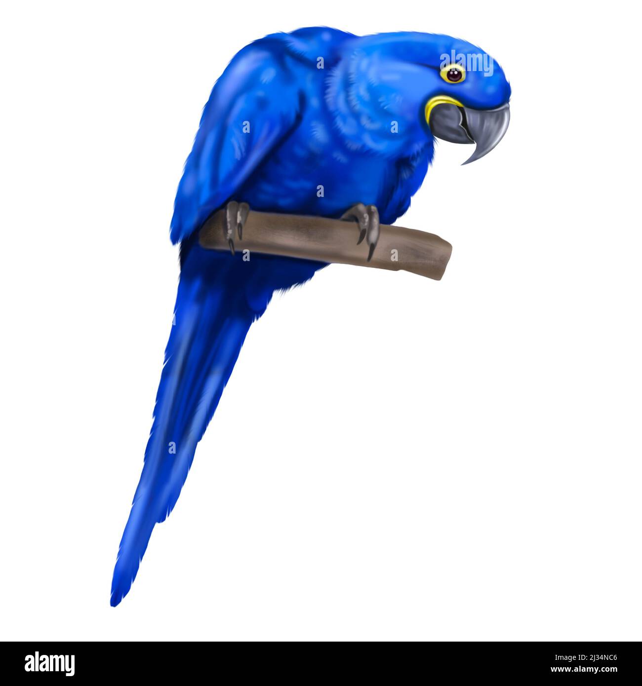 Hyacinth Macaw Drawing