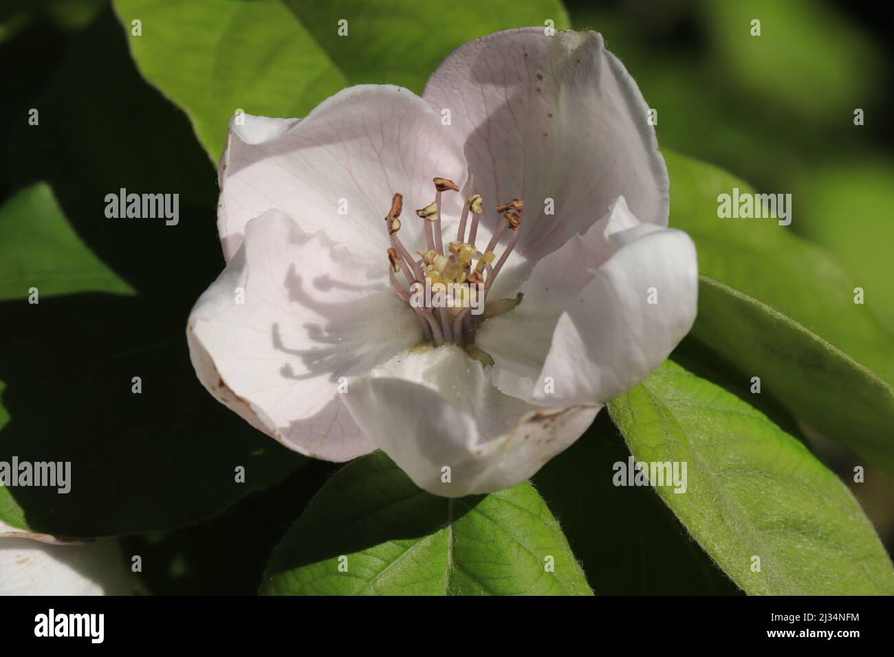 A white quince flower in the sun Stock Photo - Alamy