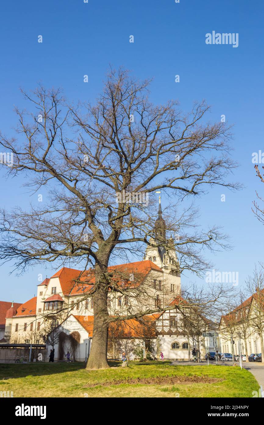 Tree in front of the historic town hall of Bernburg, Germany Stock ...