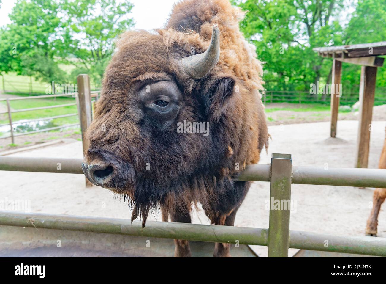 big bison head in zoo park outdoor Stock Photo - Alamy