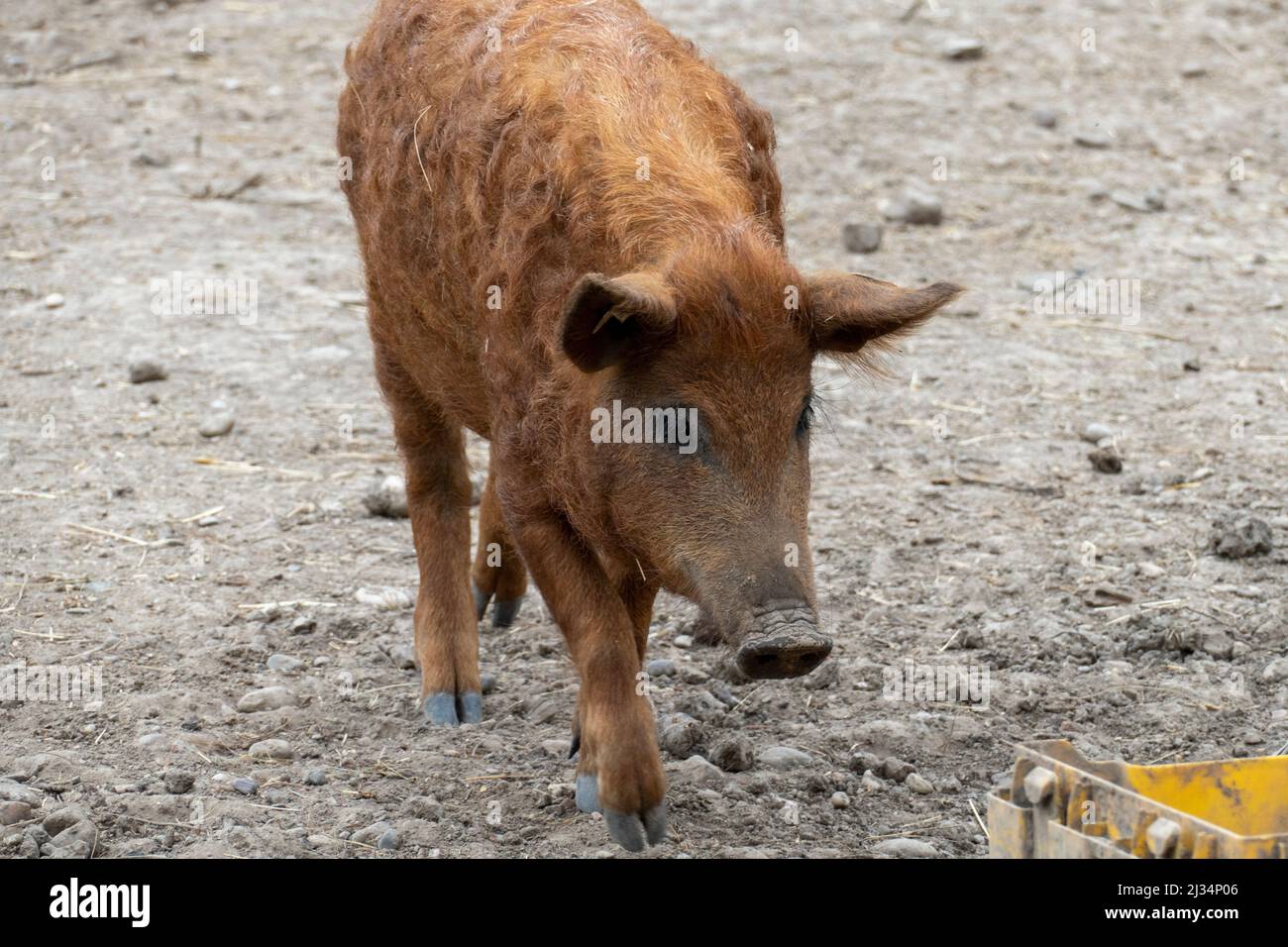 Wollschwein Mangalica mit gekräuseltem, lockigen Fell Stock Photo - Alamy