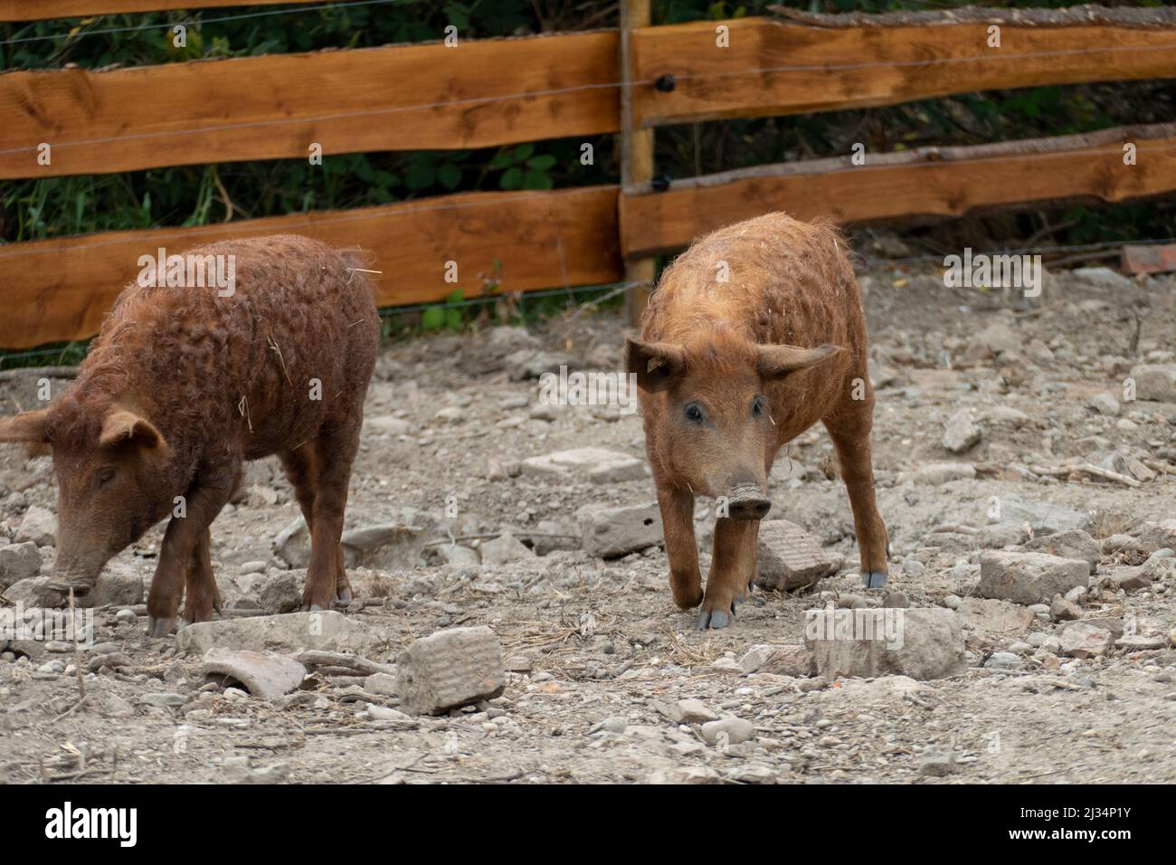 Wollschwein Mangalica mit gekräuseltem, lockigen Fell Stock Photo - Alamy