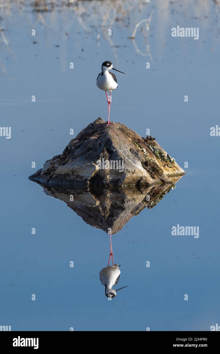 Black-necked Stilt (Himantopus mexicanus) Standing on a Rock Stock ...