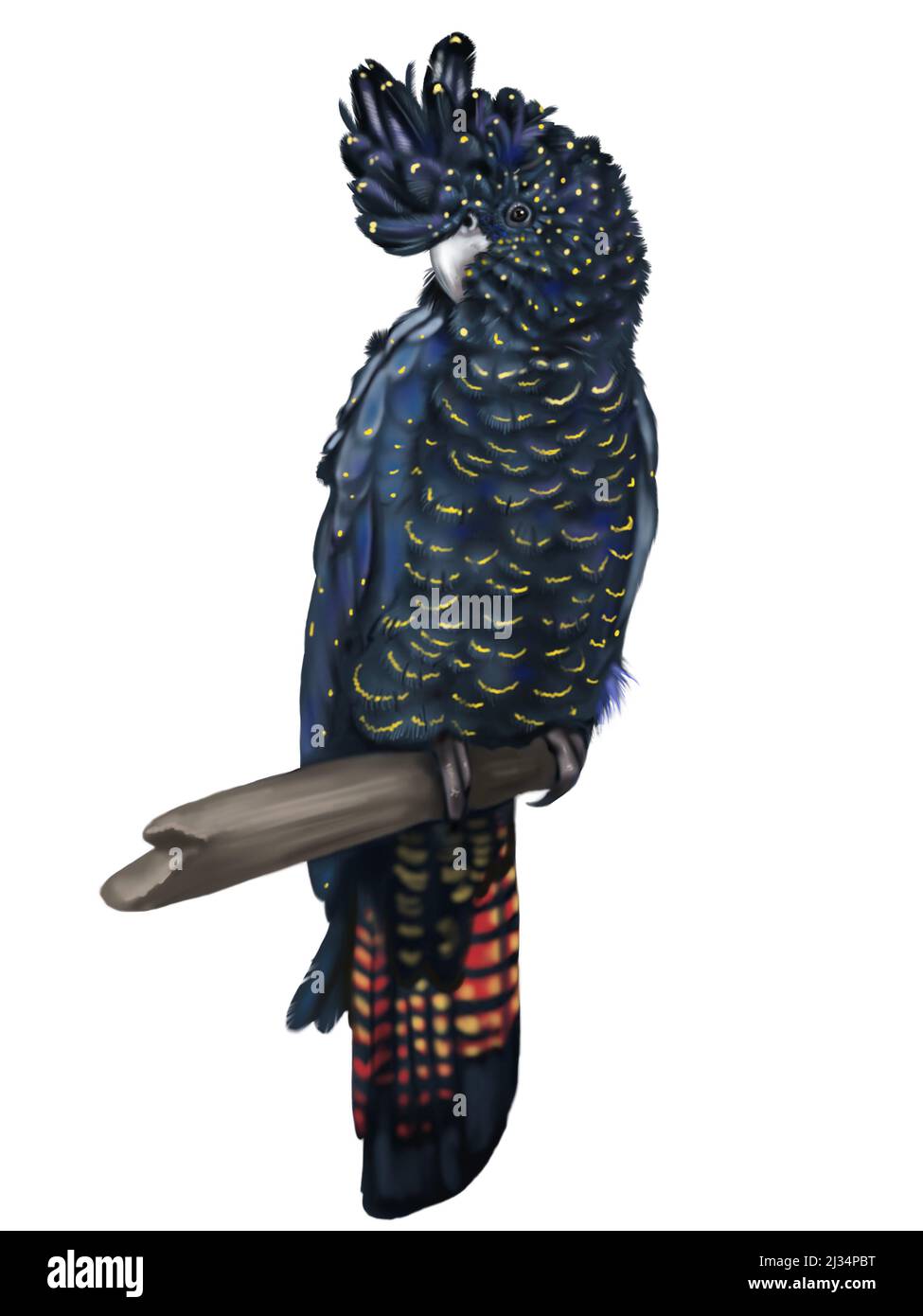 Red-tailed black cockatoo. Female parrot. watercolor illustration ...