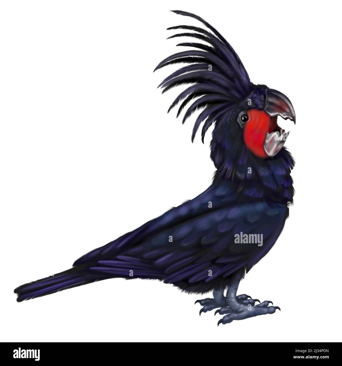 Palm cockatoo. Big black parrot. watercolor illustration. Realistic ...