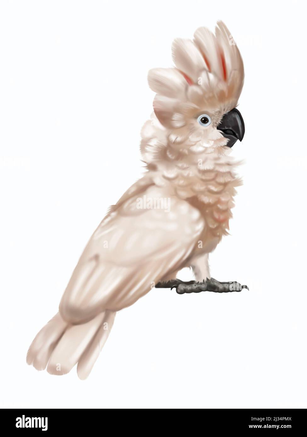 White cockatoo Pink. Moluccan watercolor illustration. Realistic bird ...