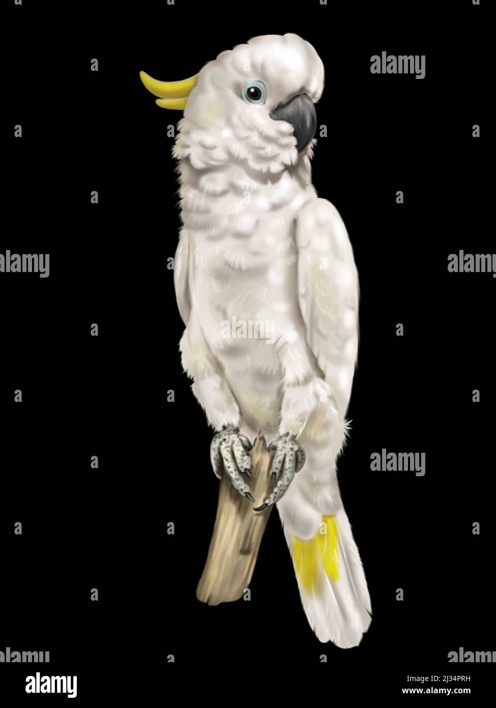 Sulphur-crested cockatoo. White parrot watercolor illustration ...