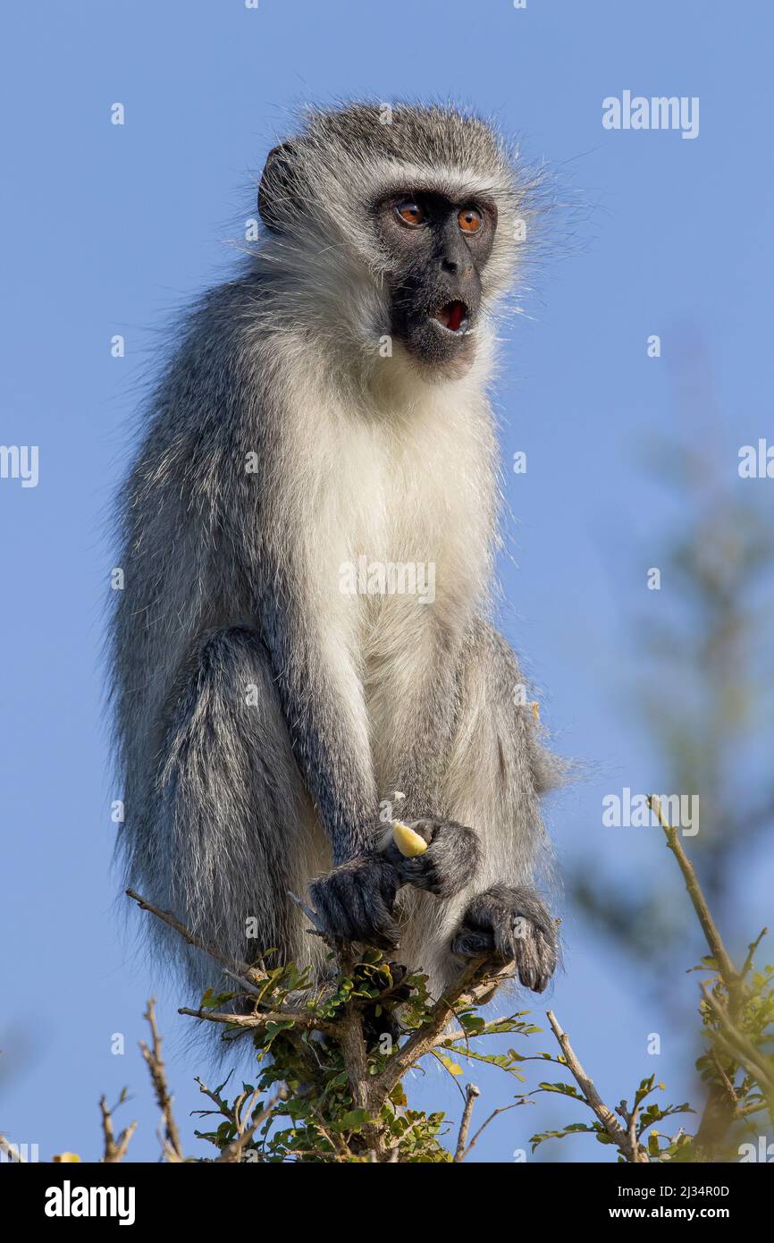 Vervet monkey, Addo Elephant National Park Stock Photo - Alamy