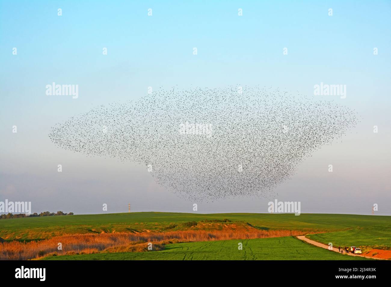 Starling giant flock flying - evening flight Stock Photo - Alamy