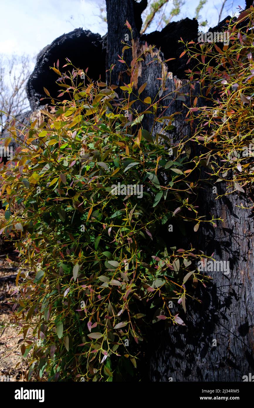 A vertical shot of a forest after devastating bushfires in Sydney ...