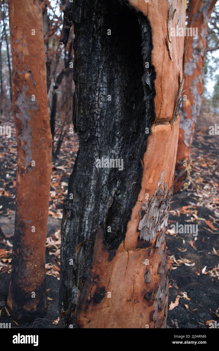 A vertical shot of destroyed trees after devastating bushfires in ...