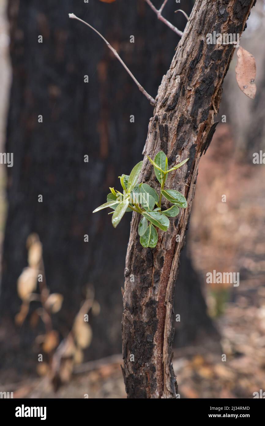 A vertical shot of a forest after devastating bushfires in Sydney ...