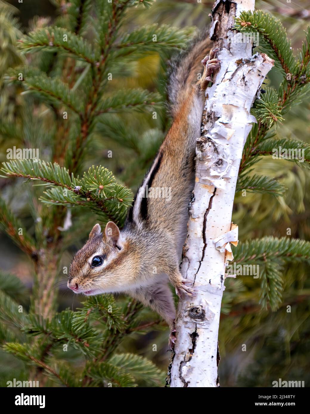 Chipmunk on a the birch tree displaying brown fur, body, head, eye ...
