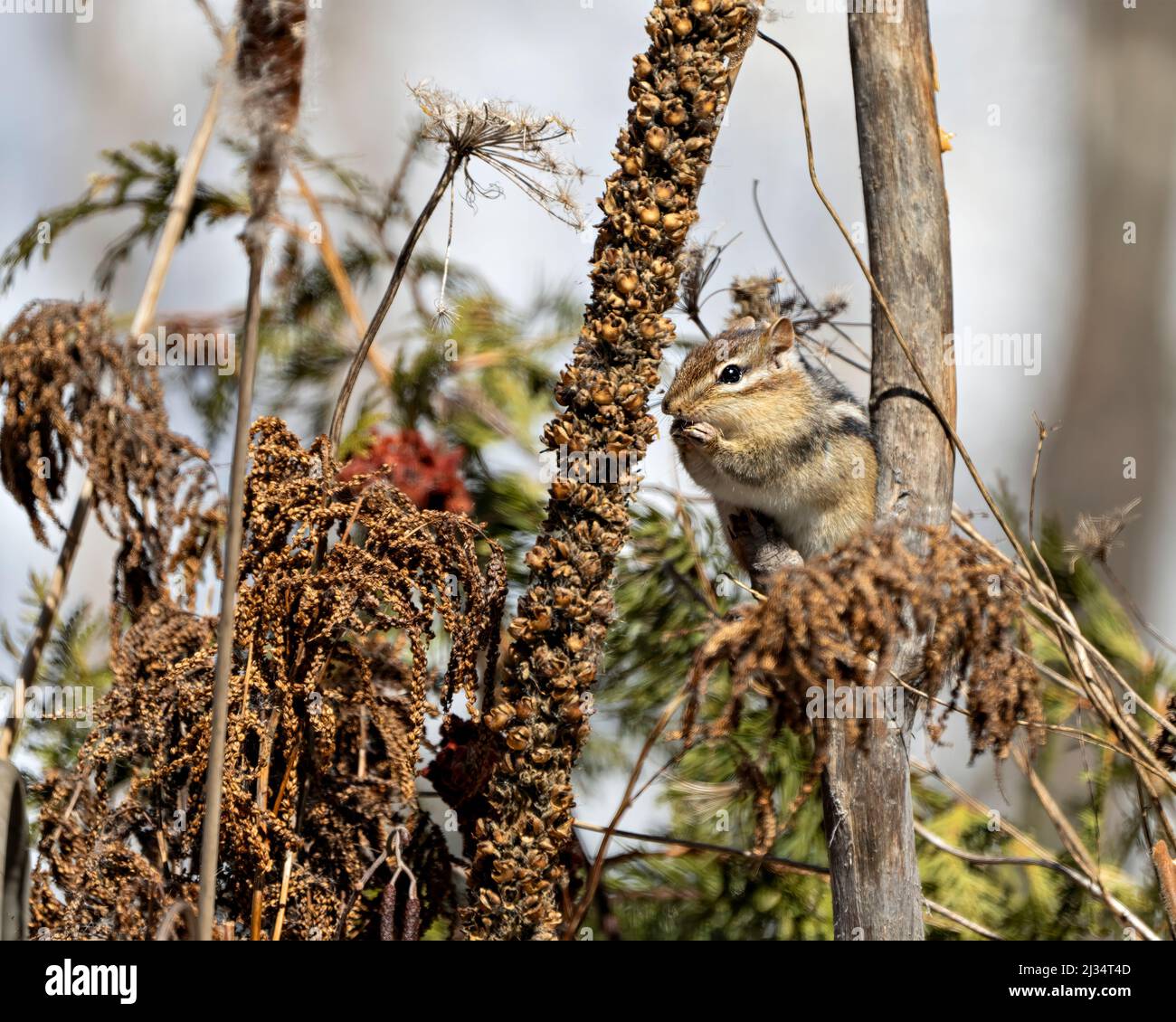 Chipmunk sitting on foliage and displaying brown fur, body, head, ears ...