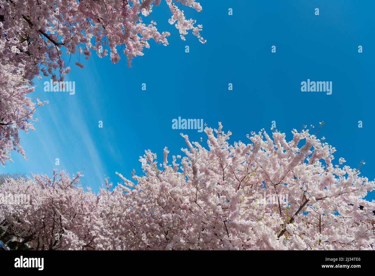 rosy flowers of sakura tree in full spring bloom Stock Photo - Alamy