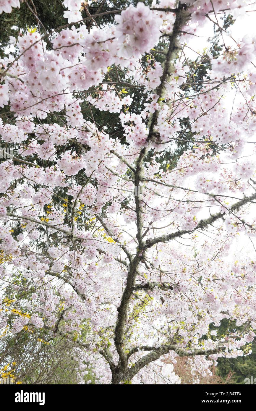 Cherry blossoms flowering in spring in Eugene, Oregon, USA Stock Photo ...