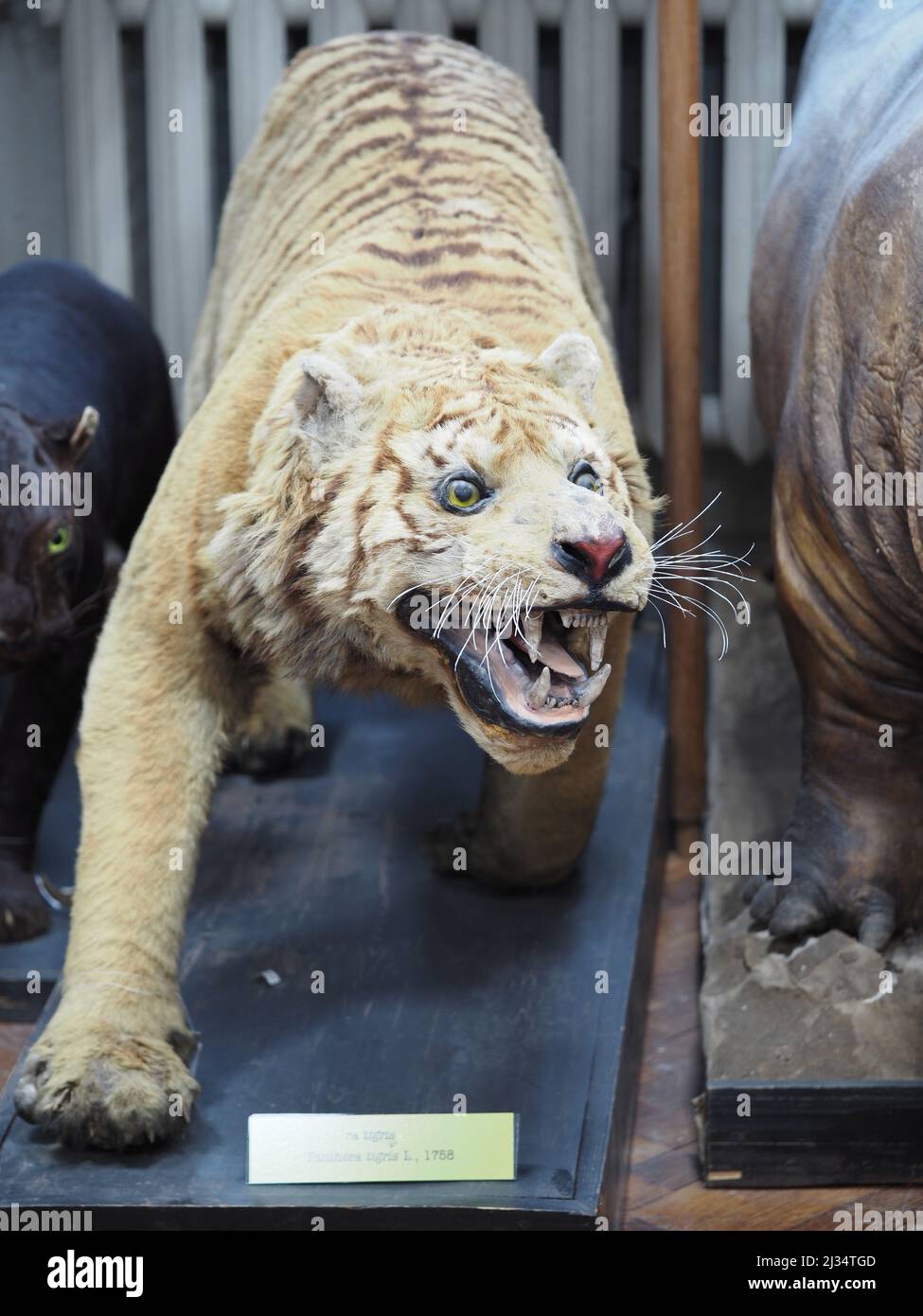 The tiger is big. Exposition of the Zoological Museum. Big cats of the ...