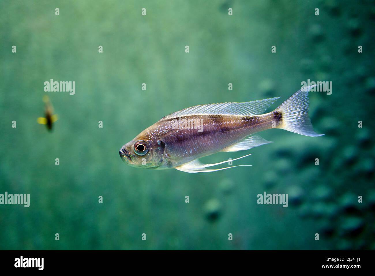 Underwater diamond hi-res stock photography and images - Alamy