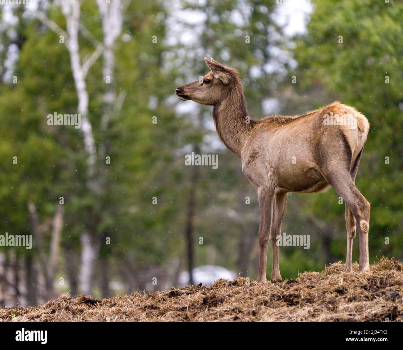 Elk baby close-up profile view in its environment and habitat ...