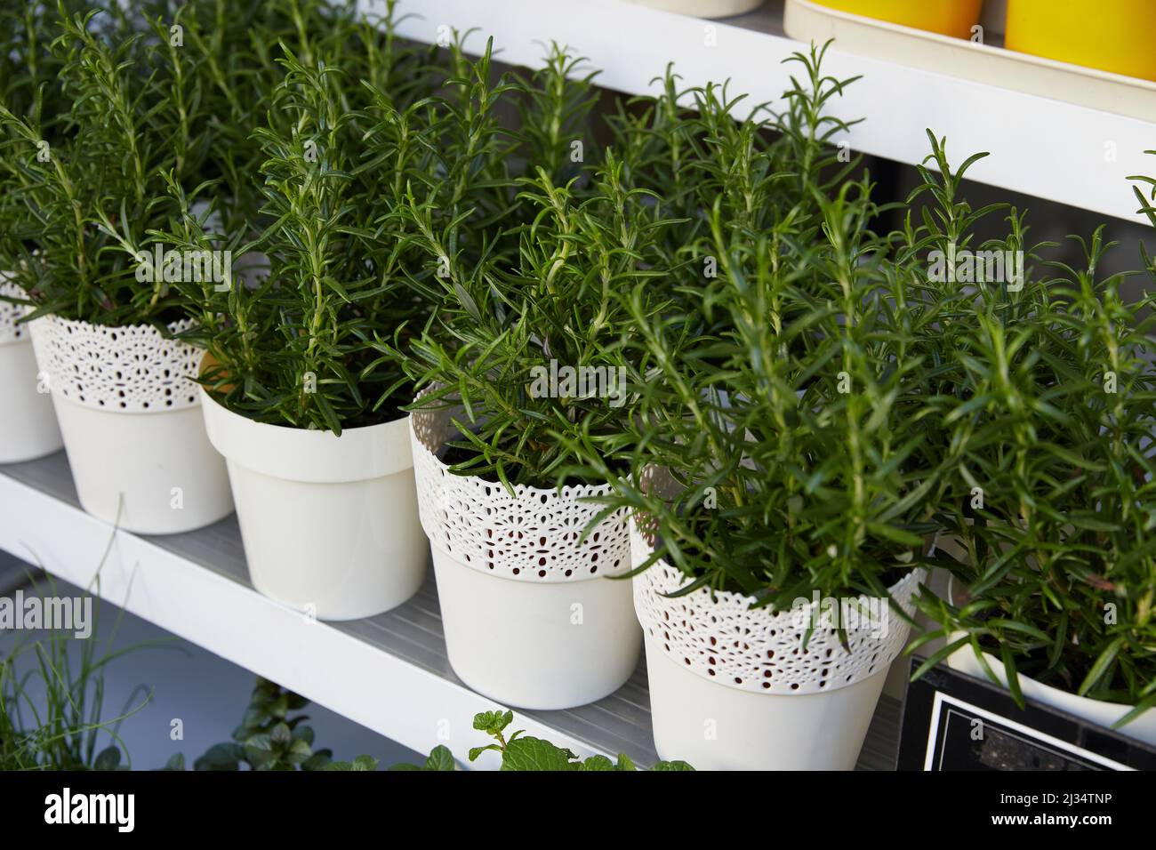 Houseplants flower shop interior hi-res stock photography and images ...