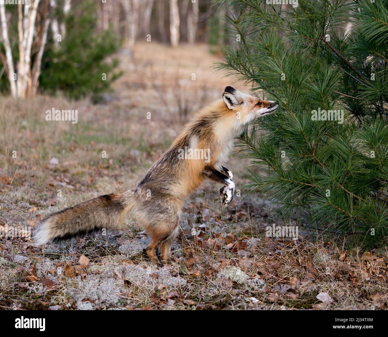Red Fox standing on hinges legs and smelling pine needle tree in the ...