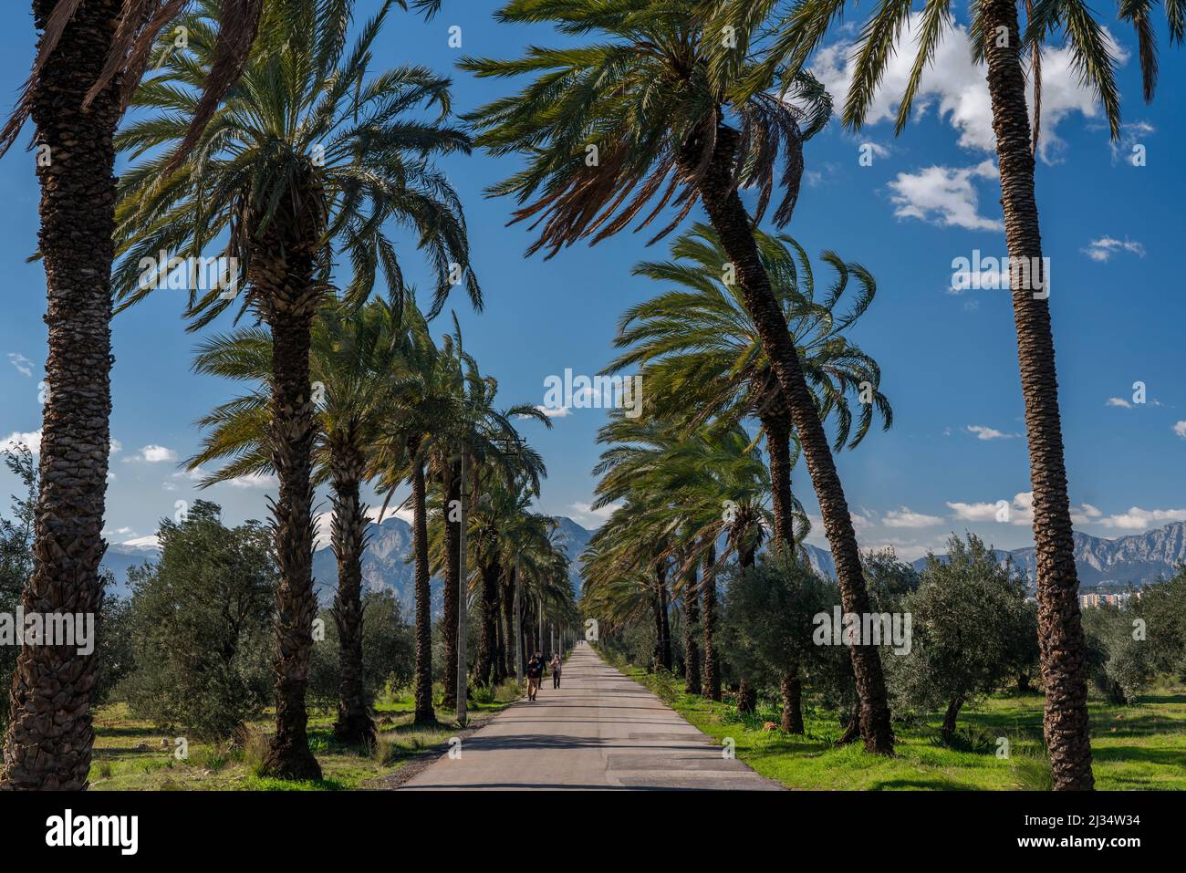 Palm trees for the garden hi-res stock photography and images - Alamy