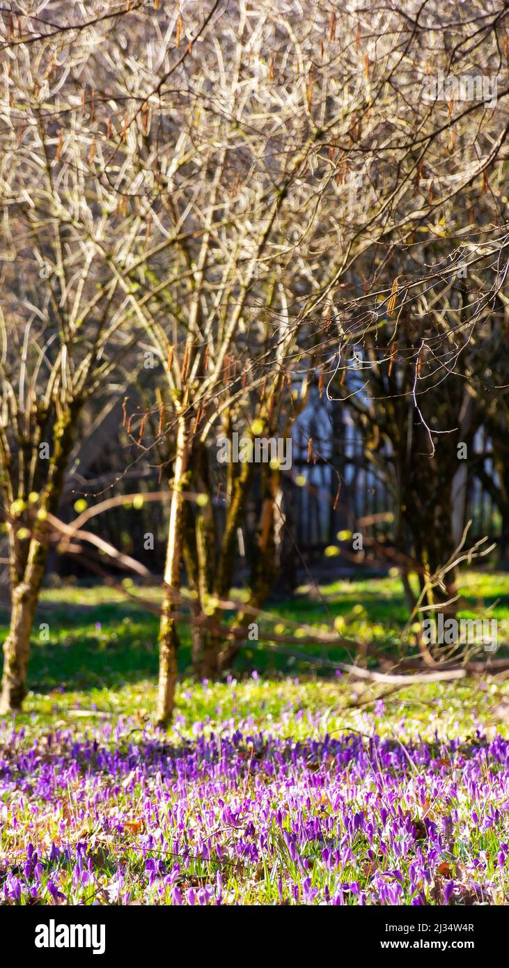 Beautiful trees in flower hi-res stock photography and images - Alamy