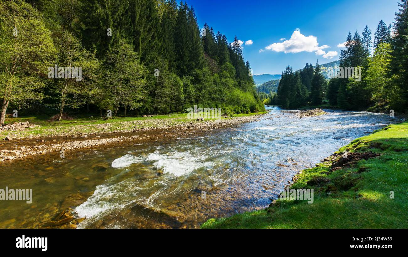 mountain river in spring. rapid water flow through forested valley ...