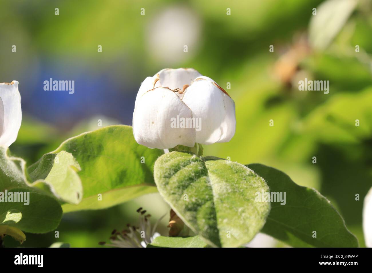 Quince blossom cydonia oblonga hi-res stock photography and images - Alamy