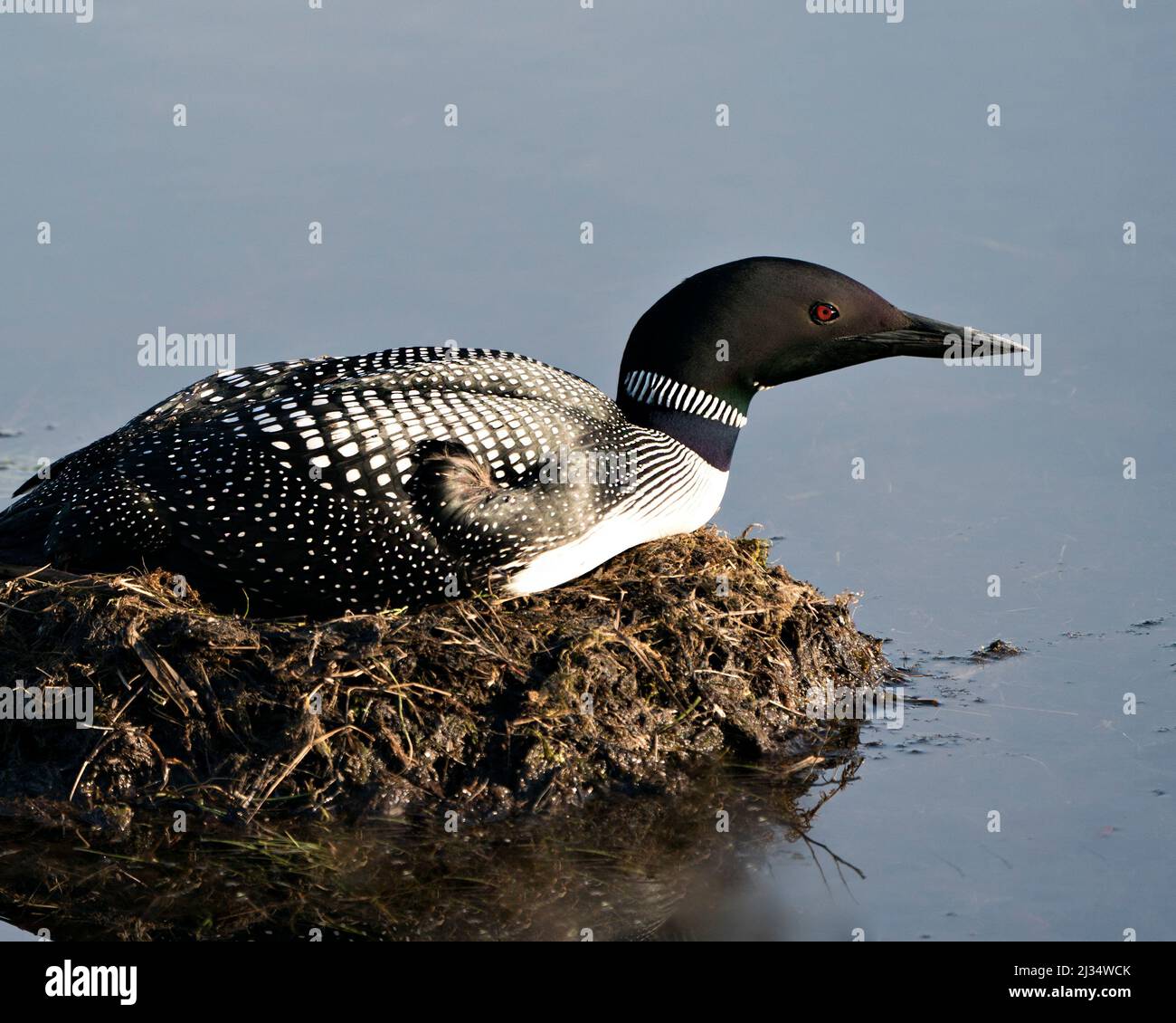 Common Loon nesting on its nest with marsh grasses, mud and water in its environment and habitat ...