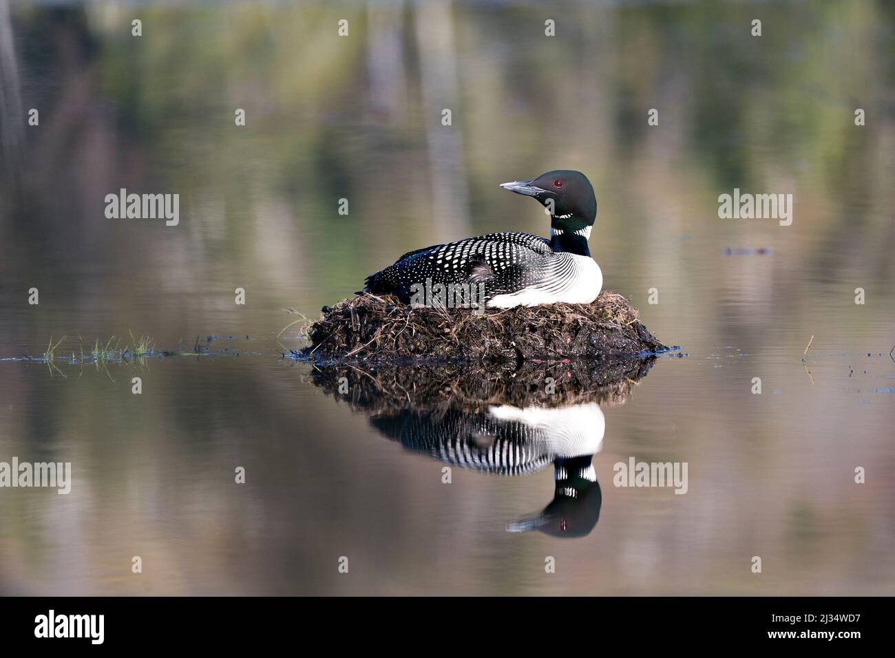 Common Loon nesting on its nest with marsh grasses, mud and water in its environment and habitat ...