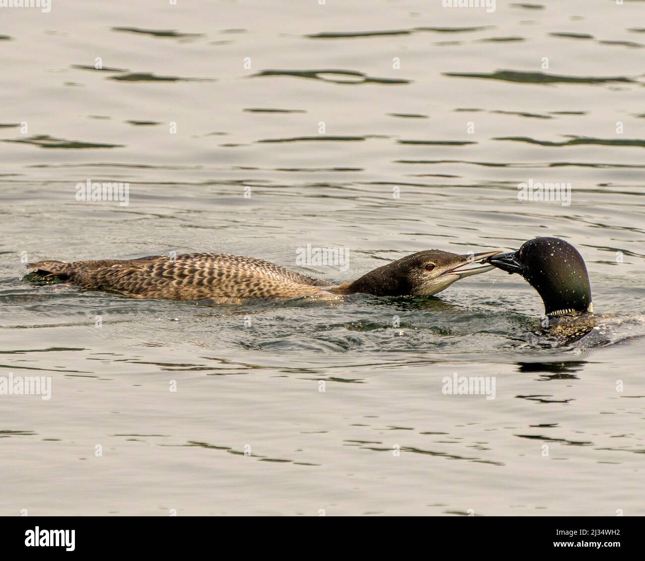 Common Loon feeding its young in growing phase in their environment and ...