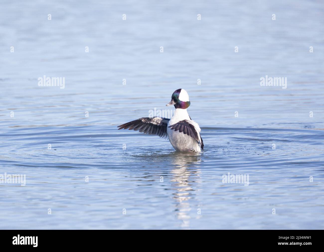 Bufflehead male flapping wings hi-res stock photography and images - Alamy
