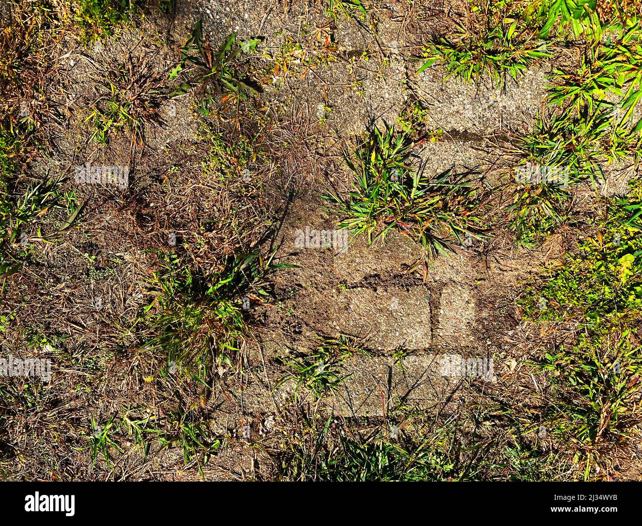 a garden footpath overgrown backyard lawn grass gardening yard dirt ...