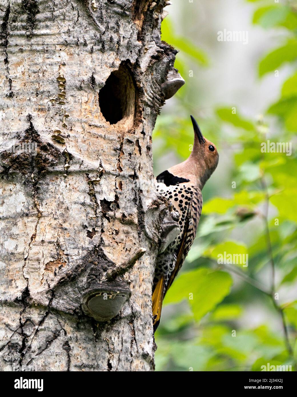 Northern Flicker bird close-up view creeping on tree by its nest cavity ...